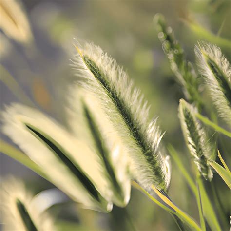 Fox Tails Photograph Creative Fabrica