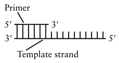 La Réplication Et Erreur De Réplication De Ladn Phase S Cartes Quizlet