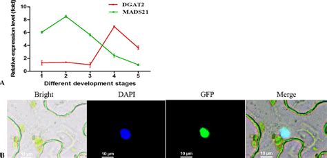 Expression Pattern And Subcellular Localization Of Egmads21 A