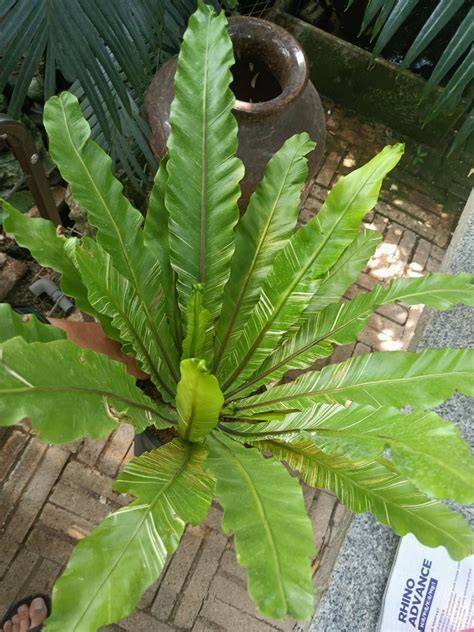 Asplenium Variegated Furniture And Home Living Gardening Plants And Seeds On Carousell