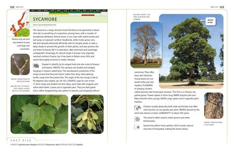 An Identification Guide To Trees Of Britain North West Europee Veldshop Nl