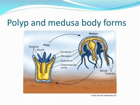 Ppt Phylum Cnidaria Powerpoint Presentation Free Download Id2104229