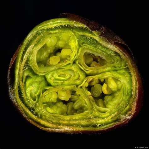 Bud Cut From A Cherry Tree R MicroPorn