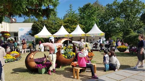용인시 농촌테마파크서 국화전시회 개최