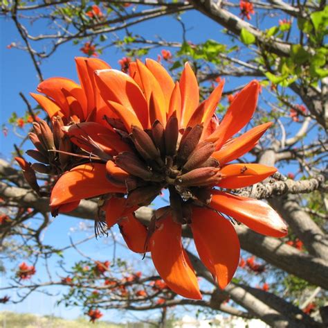 Hızlı Kargo Erythrina Caffra Mercan Ağacı Tohumu 3 Tohum Satın Al