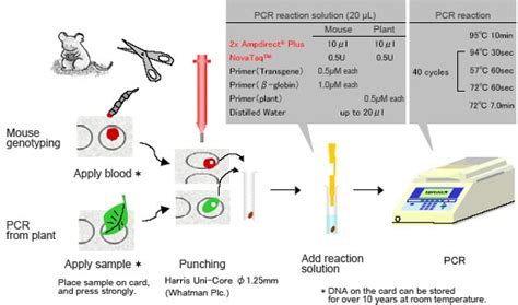 Mouse And Plant Genotyping Using Fta™ Cards Shimadzu Shimadzu