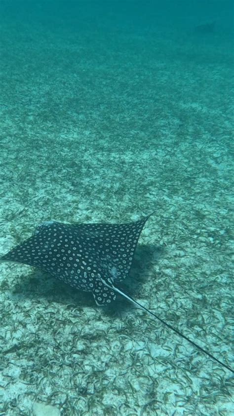 Dennis Martinez Turtlewhispereraruba • Instagram Photos And Videos