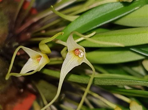 Pleurothallidinae Masdevallia Pumila