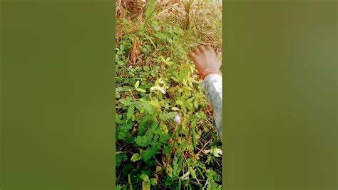 Chui Mui Ka Tree Viral Short Videos Youtube