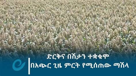 ድርቅና በሽታን ተቋቁሞ በአጭር ጊዜ ምርት የሚሰጠው ማሽላ Youtube