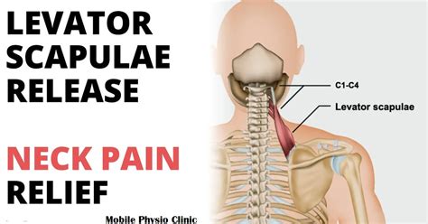 Levator Scapulae Trigger Point Release And Stretch 42 Off