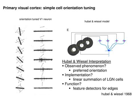 Ppt Cortical Circuits For Vision Powerpoint Presentation Free