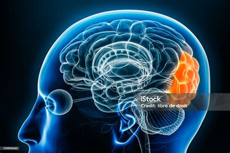 대뇌 피질의 후두엽 프로필 보기 클로즈업 3d 렌더링 그림 인간 뇌 해부학 신경학 신경 과학 의료 및 건강 관리 생물학 과학 개념 후두엽에 대한 스톡 사진 및 기타 이미지