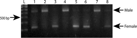 Larval Sex Identification Through Detection Of Lctra Sex Specific