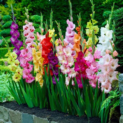 Garden State Bulb 1012cm Gladiolus Rainbow Mix Flower Bulbs Bag Of