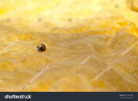 Two Insects Having Sex On Beach Stock Photo Shutterstock