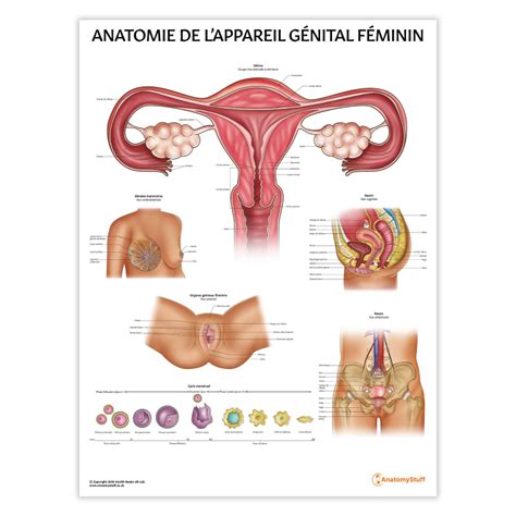 Anatomie De Lappareil Génital Féminin Poster Female Anatomy Chart