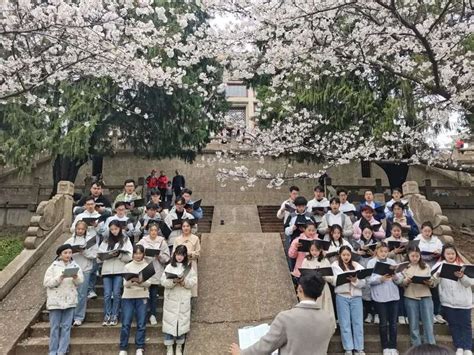 “樱”雄湖北今春更美！16万医护人员重回武汉赏樱