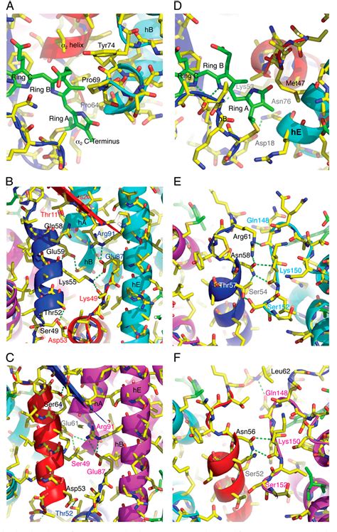 Figure 1 From Single Residue Insertion Switches The Quaternary