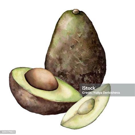 갈색 아보카도와 슬라이스 수채화 여름 카드 흰색 배경에 고립 된 손으로 그린 열대 과일 조성물 디자인 인쇄 직물 또는 배경꽃 우아한 그림 0명에 대한 스톡 벡터 아트 및