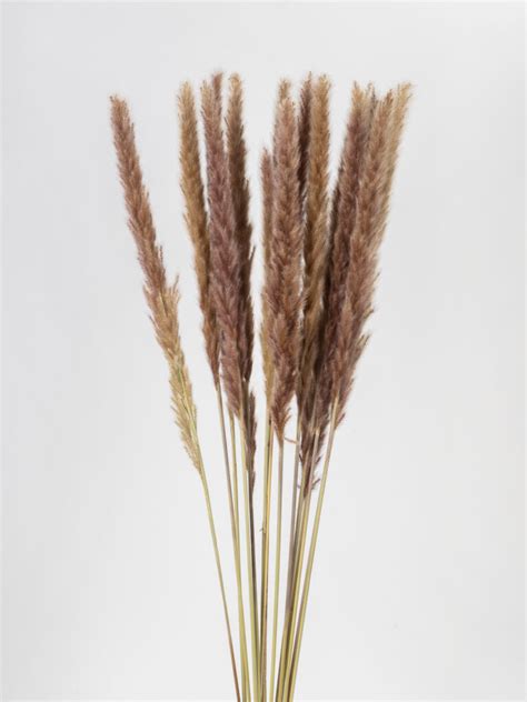 Пампасна трава Fluffy коричнева купити в Україні за низькою ціною • Dfb Elements