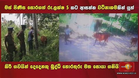 මස් පිණිස සොරගත් රු ලක්ෂ 5 ට ආසන්න වටිනාකමකින් යුත් කිරි ගවයින් දෙදෙනකු