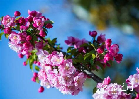 沭阳千亩海棠花盛开百科ta说