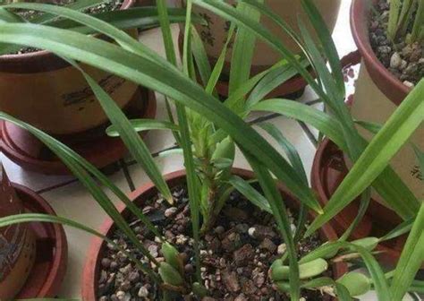 室内养护 花植网