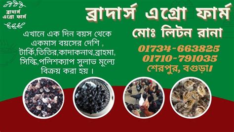 দেশি মুরগির খামার