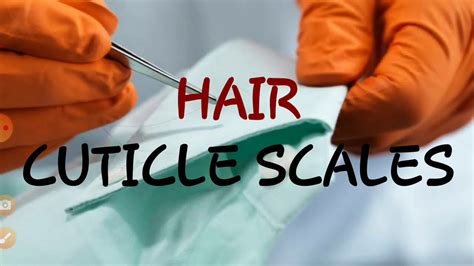 Hair Scale Length At Steve Courtney Blog