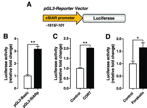 A The Illustration Of The Pgl3 Starp Luc Reporter Vector Constructed Download Scientific