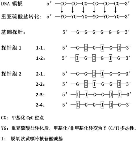 Probe Set For Diagnosing Gene Methylation And Its Application Eureka Patsnap