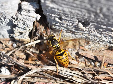 Yellow Jackets How To Get Rid Of Yellowjackets Stingers