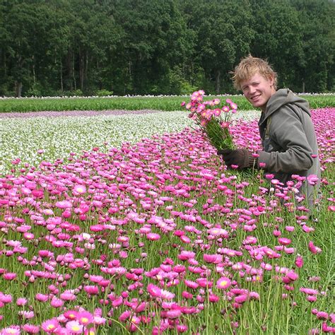 After Sowing Flowers Begins Harvesting And Processing Of Our Dried