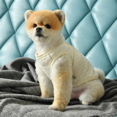 강아지 조끼 추천 제품 10가지 움직임을 많이 방해하지 않아요 비마이펫 라이프
