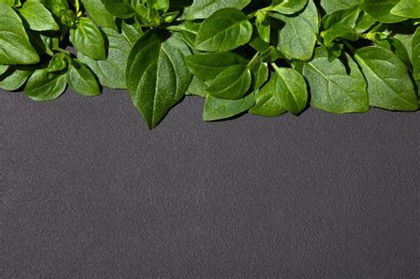 어두운 배경에 바질 잎 상단 보기 평면 평지 테두리 복사 공간 건강관리와 의술에 대한 스톡 사진 및 기타 이미지 건강관리와 의술 건강한 식생활 검은색 Istock