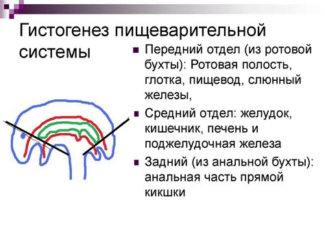 Пищеварительная система - презентация онлайн