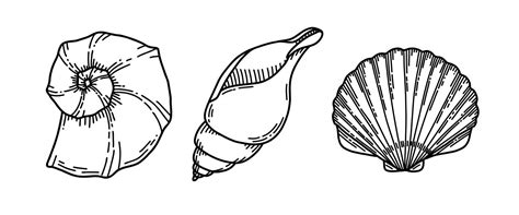 Set Of Sea Shells Vector Illustration Of Seashells On Isolated Background Sketch Of Conch And