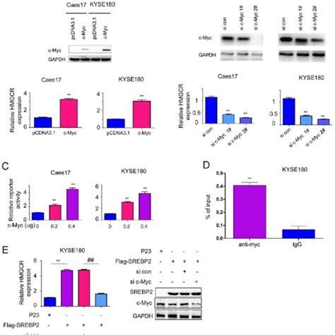 C Myc Promotes Hmgcr Expression A C Myc Overexpression Upregulated Download Scientific