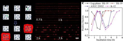 Time Lapse Imaging Of E Coli Detection Course A Concept Of Digital Download Scientific