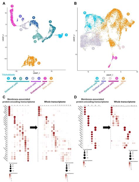 Functional Annotation Of The Arabidopsis Root Cell Types According To