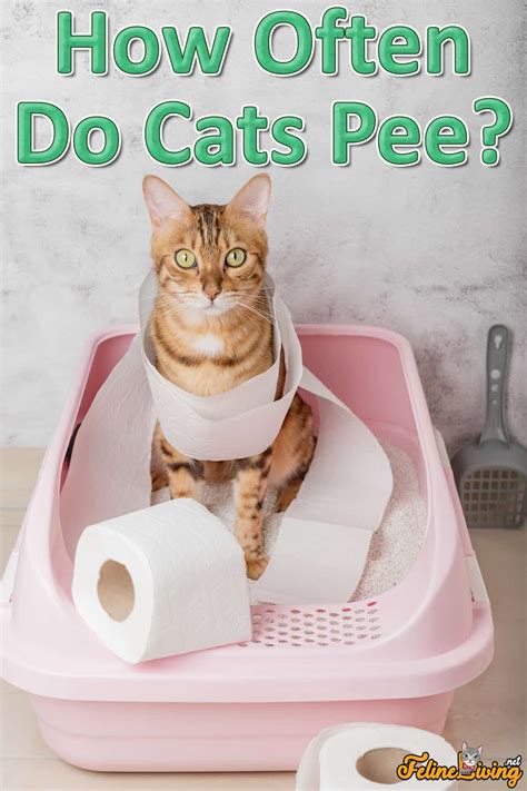 How Often Do Cats Pee 6 Accurate Factors That Affects Their Pee