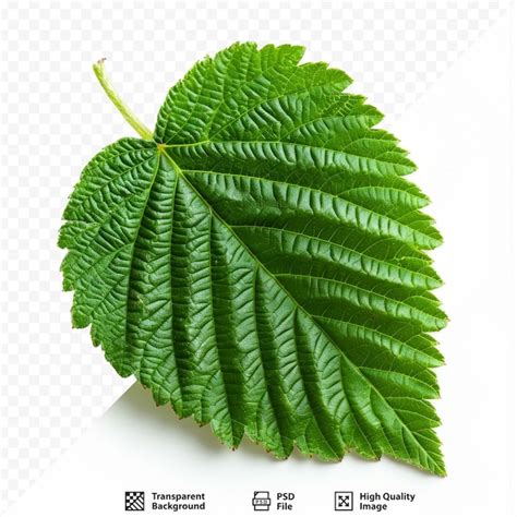 Premium Psd Fresh Green Raspberry Leaf On White Isolated Background Premium Psd Fresh Green Raspberry Leaf On White Isolated Background