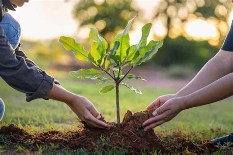 Premium Photo People Hands Planting Small Tree In Sunset Concept Save