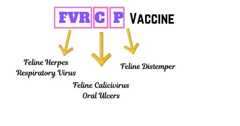 Fvrcp Vaccine For Cats What You Need To Know