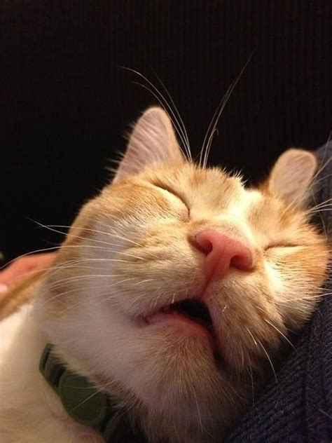 30 Cats Who Have Mastered The Art Of Sleep Fu Artofit