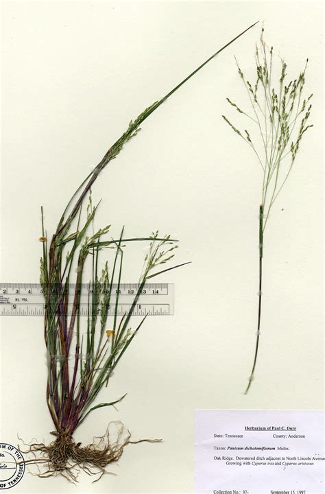Fall Panicum Panicum Dichotomiflorum