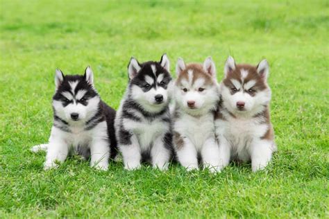 How Many Types Of Huskies Are There In The World