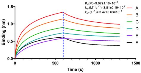 Binding Affinity Of Ref1a To Igl C And Bsa Measured By Octet Red 96 Download Scientific Diagram