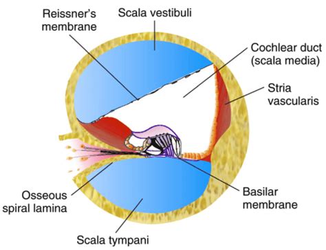 Anatomy Of Internal Ear How The Inner Ear Works Understanding